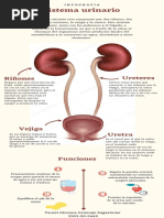 Infografia de Sistema Excretor | PDF | Sistema urinario | Riñón