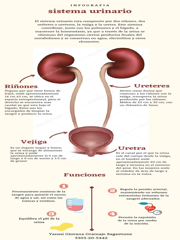 infografía sistema urinario | PDF | Sistema urinario | Orina