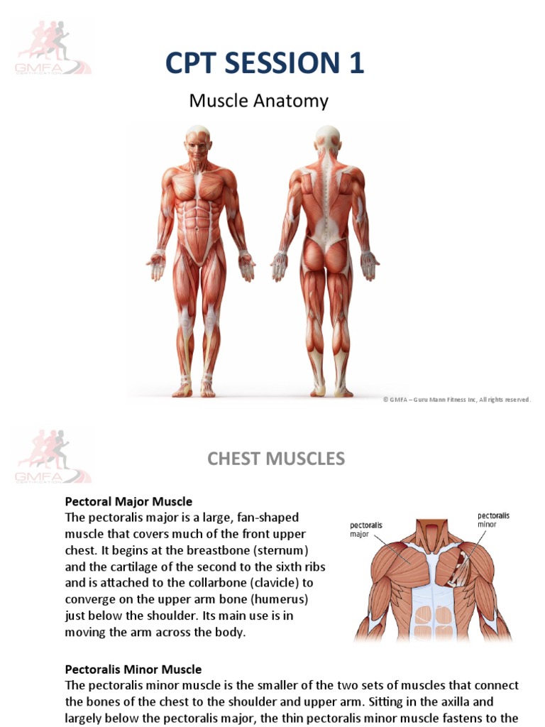 CPT Session 1 - GMFA | PDF | Abdomen | Shoulder