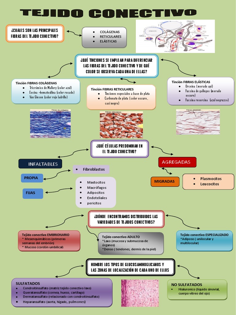 Tejido Conectivo Infografia | Descargar gratis PDF | Tejido conectivo ...