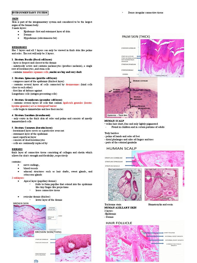 Integumentary System Pdf Epidermis Skin