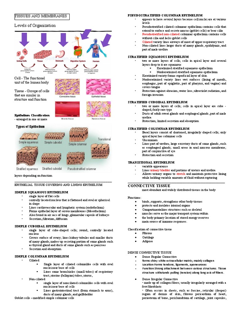 Tissues and Membranes | PDF | Epithelium | Connective Tissue