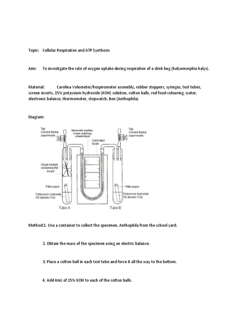 Lab Respirometer Experiment Download Free Pdf Cellular Respiration
