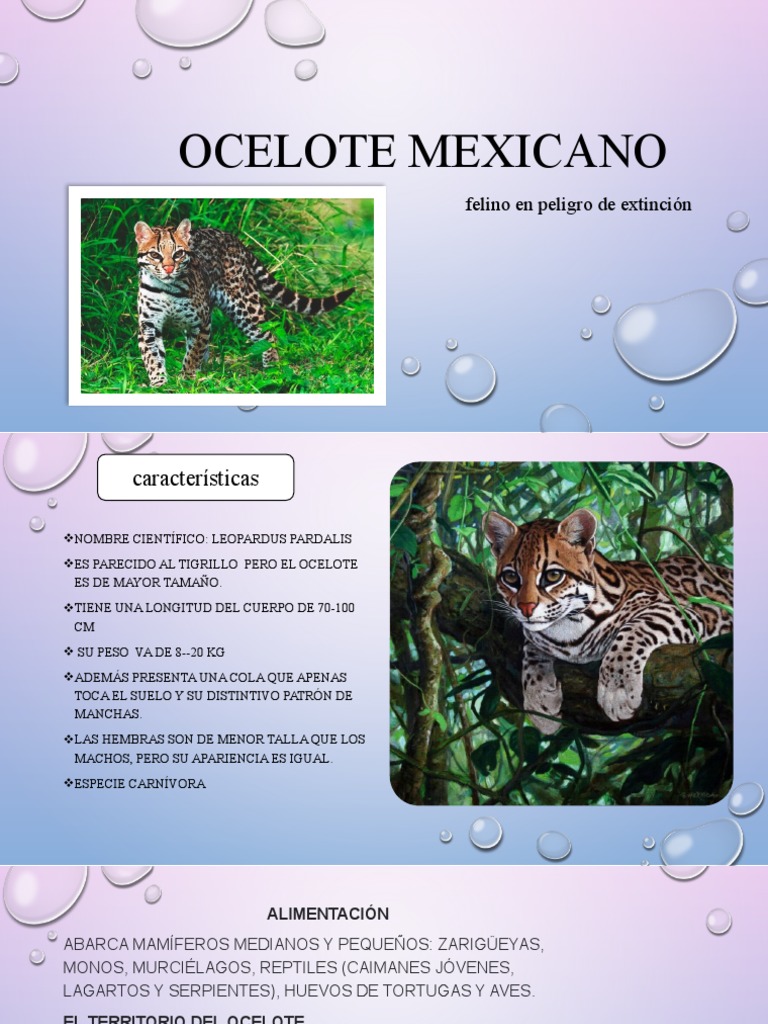 Ocelote Mexicano: Características y Hábitat | PDF | Hogar, jardinería y ...