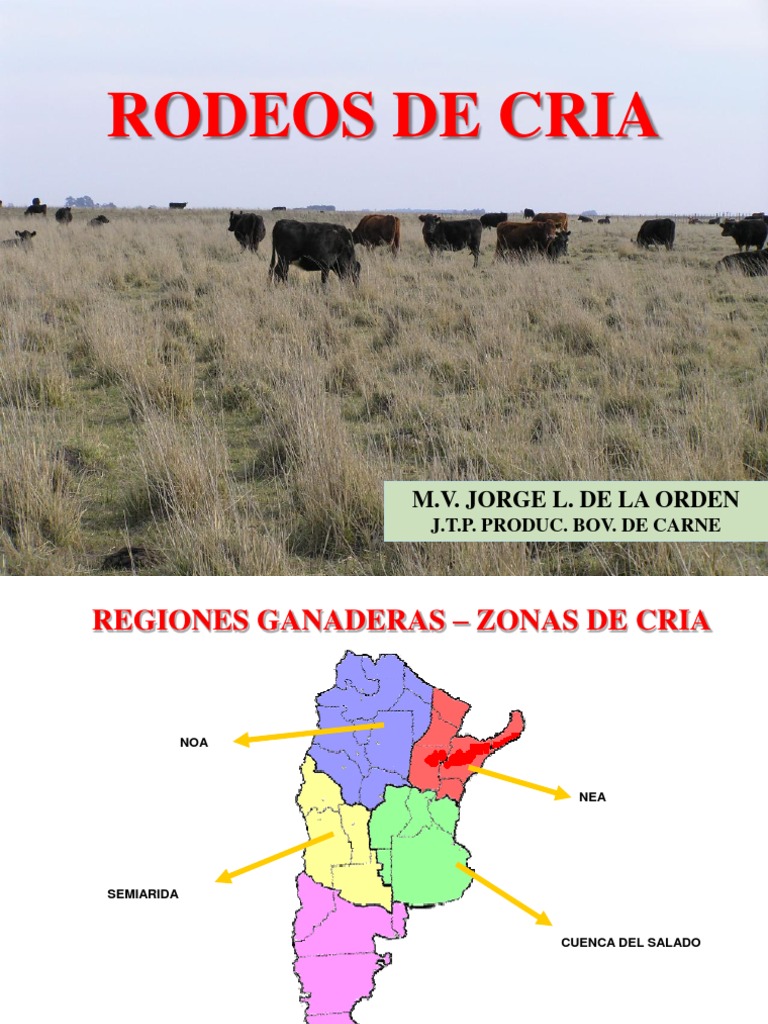 Rodeos de Cria | PDF | Vacas | Mamíferos