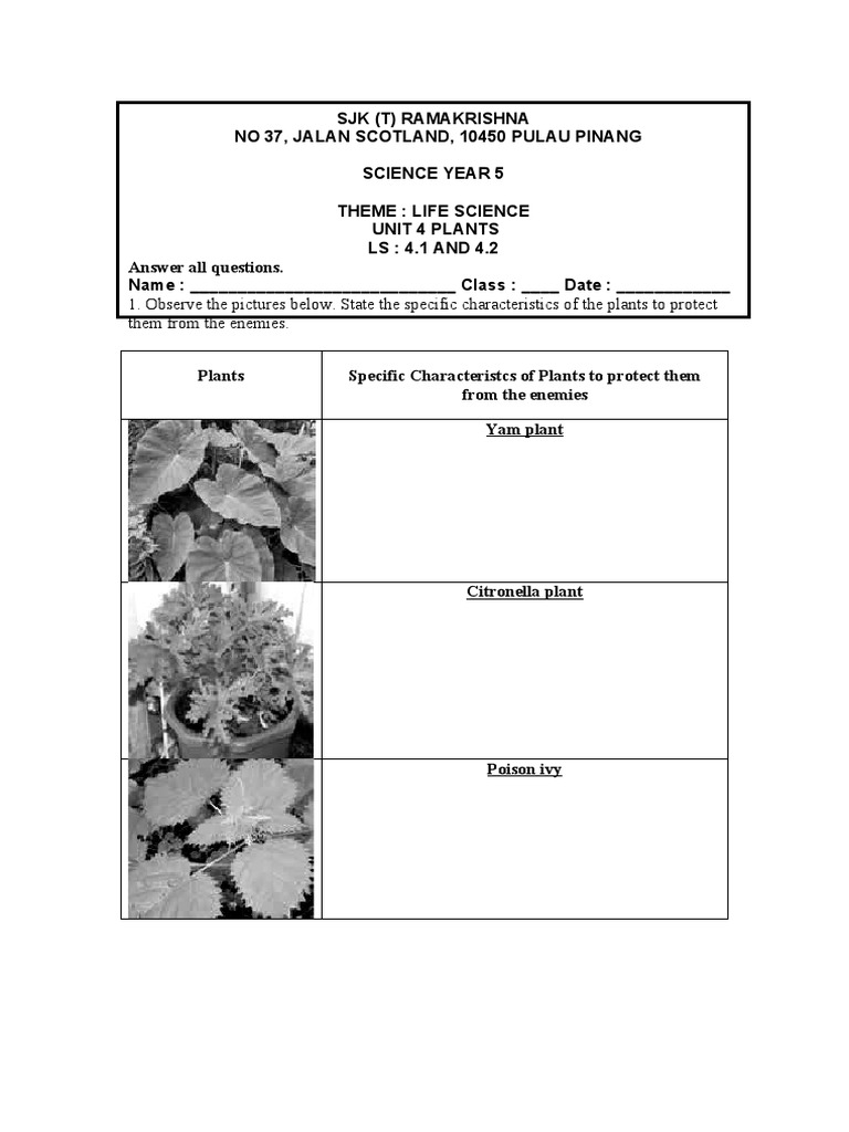 Unit 4 Plants | PDF | Fruit | Seed