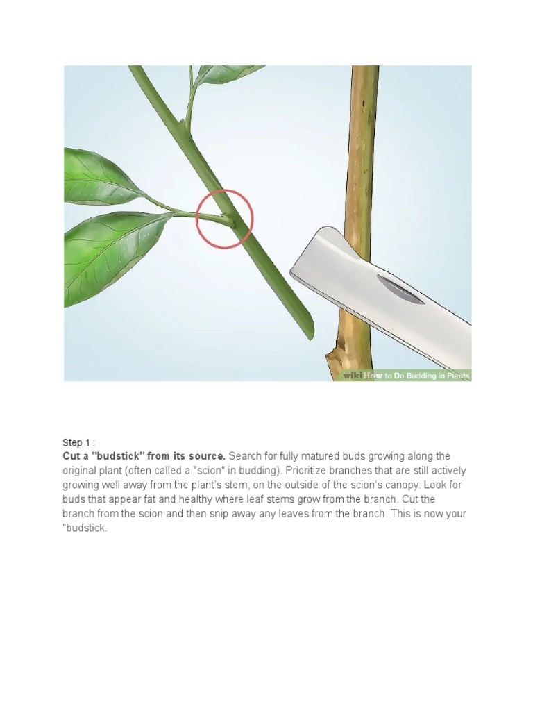 Procedure of Budding Step by Step | PDF