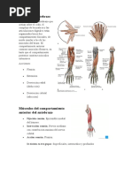 A34 Compartimentos Musculares Del Brazo y Antebrazo DR Daniel Lopez ...