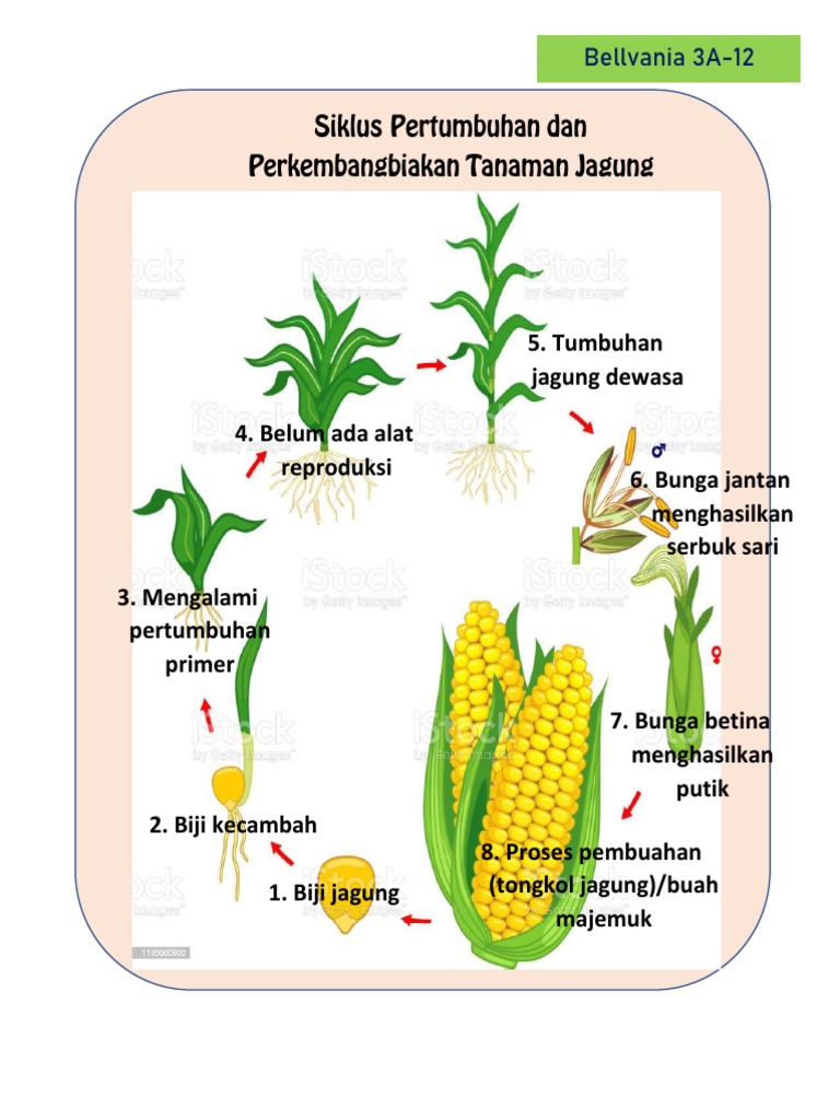 Siklus Reproduksi Jagung | PDF