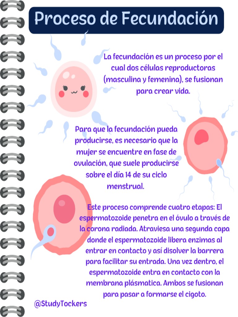 Proceso de Fecundación | PDF