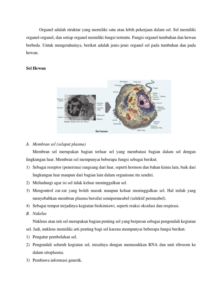 Tugas 1 (Organel Sel) | PDF
