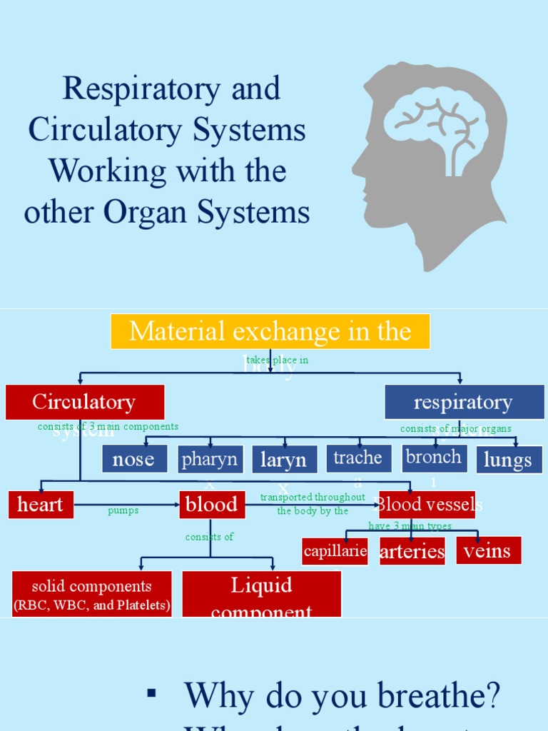 Respiratory and Circulatory System Overview | PDF | Respiratory System ...