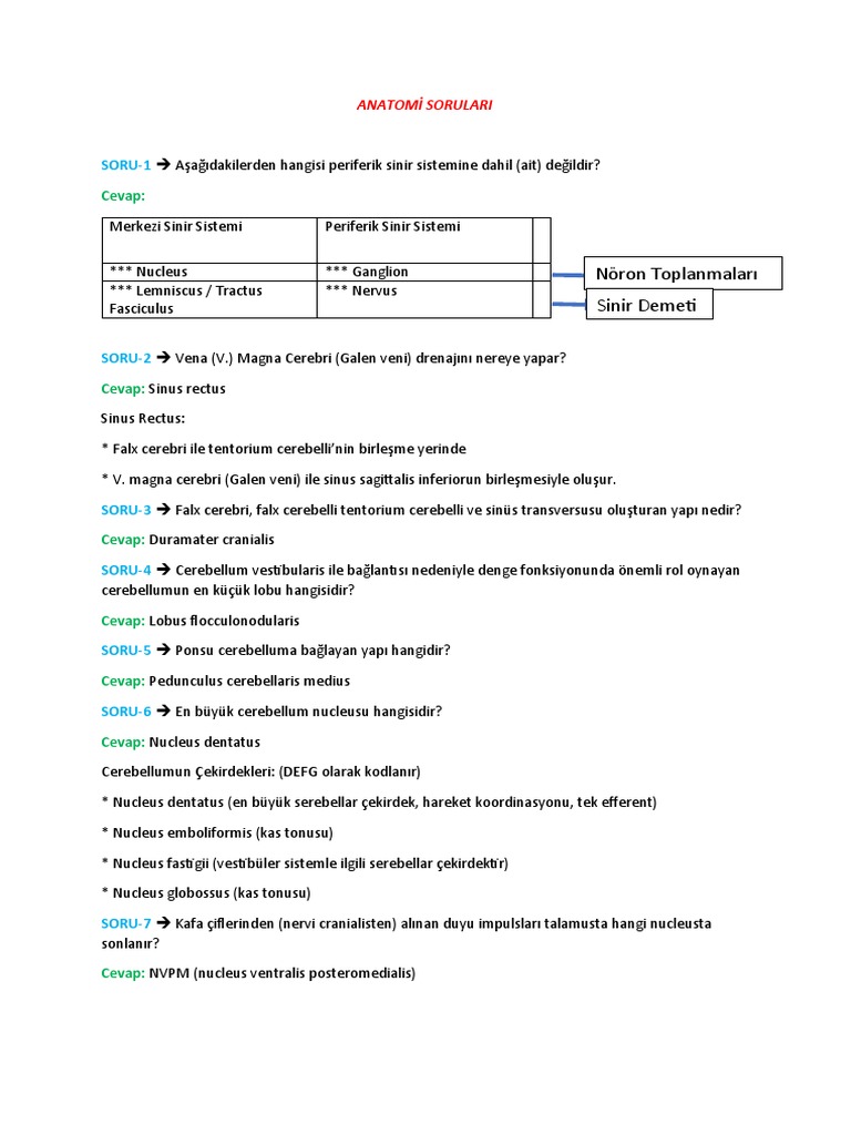 Anatomi̇ Sorulari | PDF Anatomi̇ Sorulari | PDF