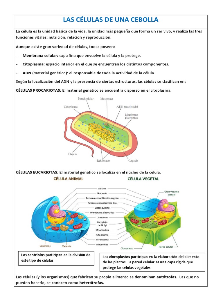La estructura y clasificación de las células de una cebolla | PDF
