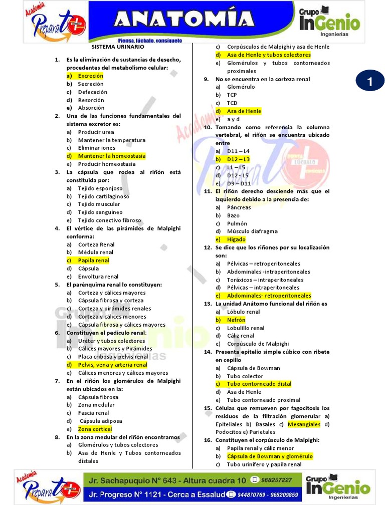 SISTEMA URINARIO - PREGUNTAS Anatomía | PDF | Riñón | Sistema urinario