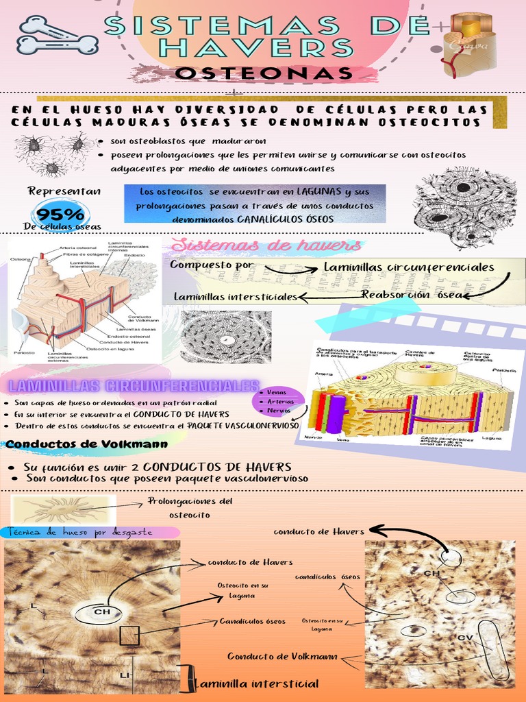Sistema de Havers (Osteonas) | PDF | Hueso | Zoología