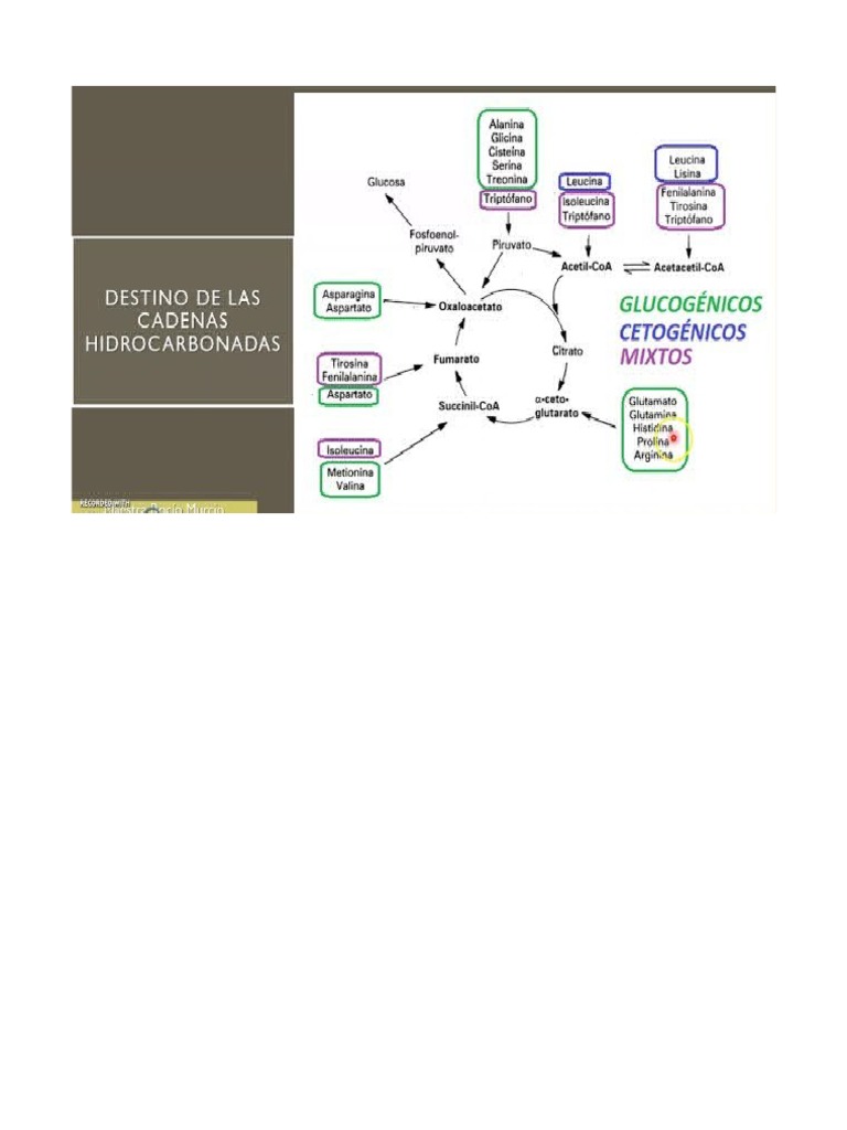 Metabolismo de Compuestos Nitrogenados Mapa Conceptual SEM | PDF
