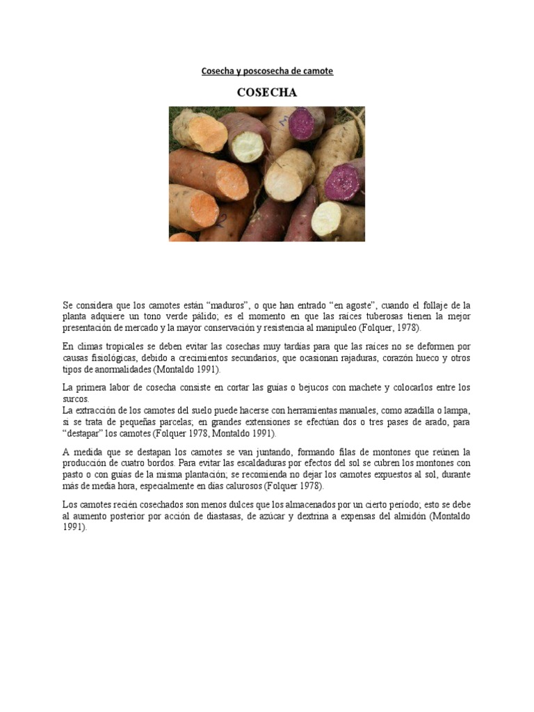 Cosecha y manejo del camote | PDF | Cosecha | Batata