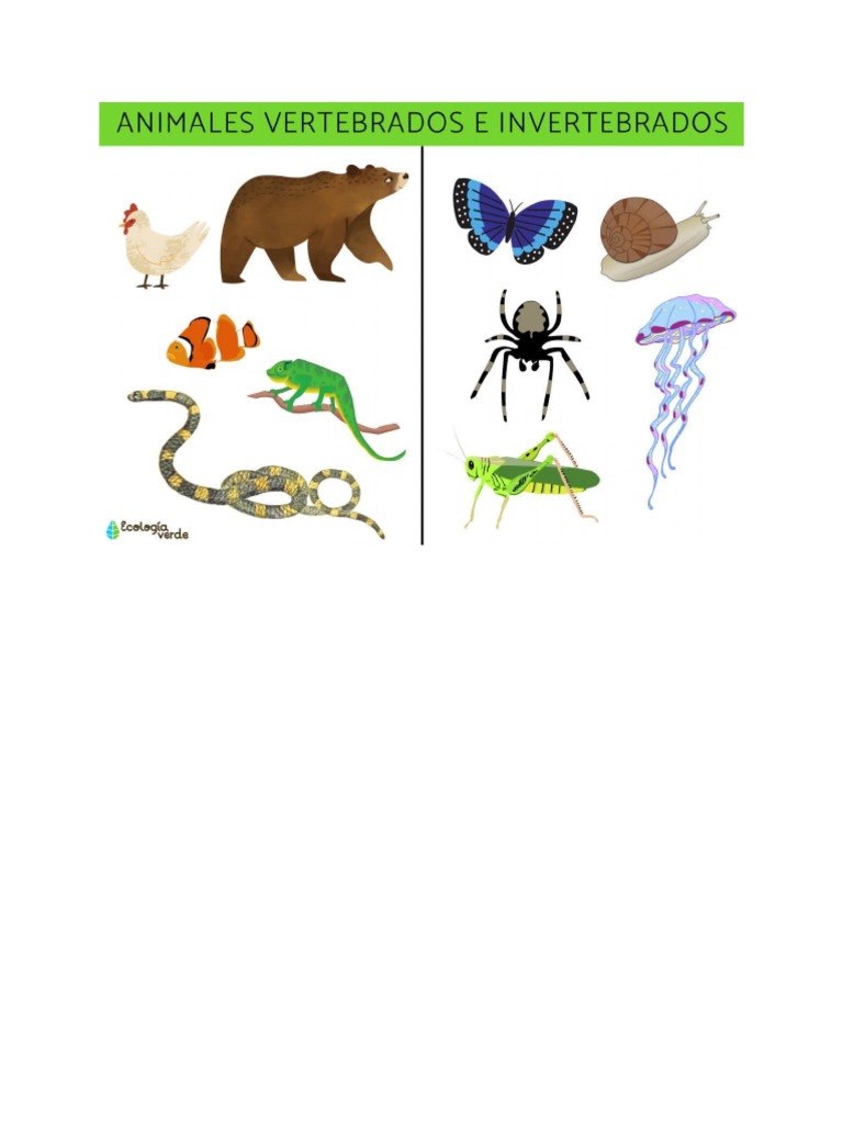 Animales Invertebrados e Vertebrados | PDF
