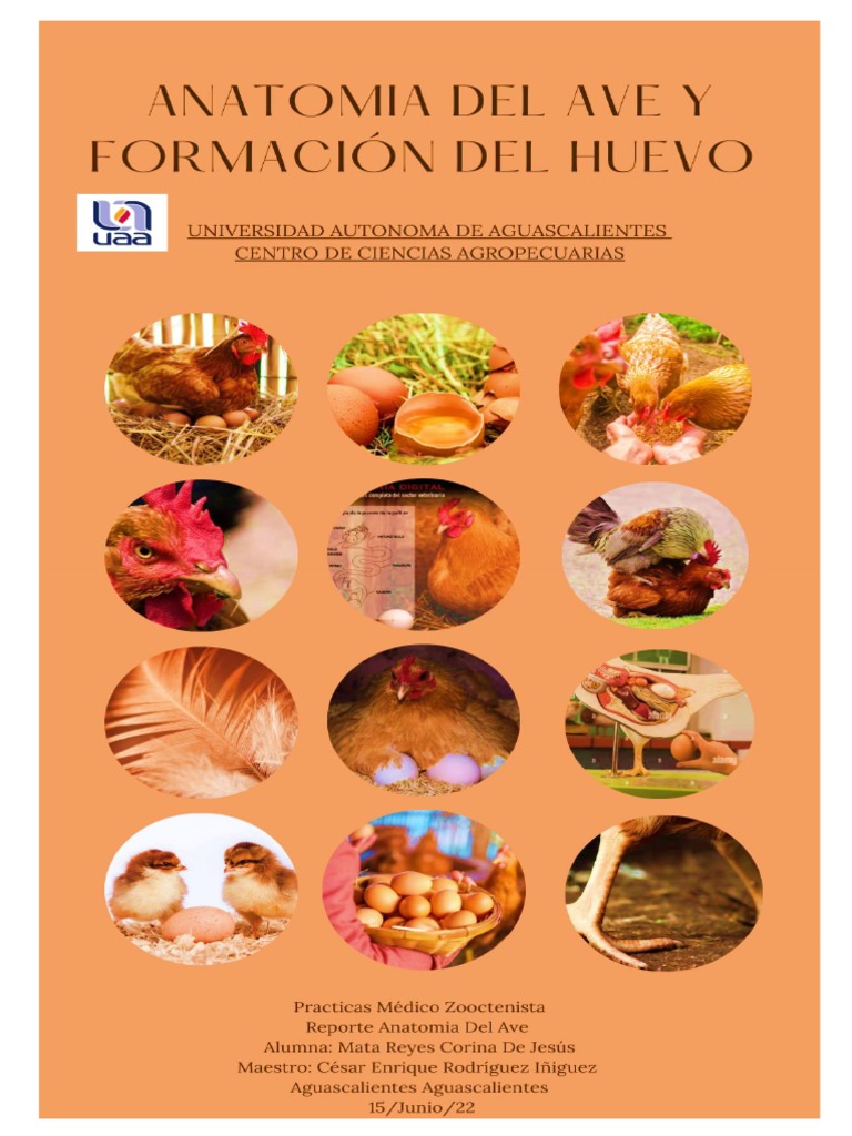 Anatomia de Ave | PDF | Pollo | Sistema reproductivo