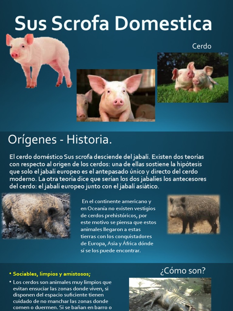 Sus Scrofa Domestica | PDF | Cerdo | Jabalí