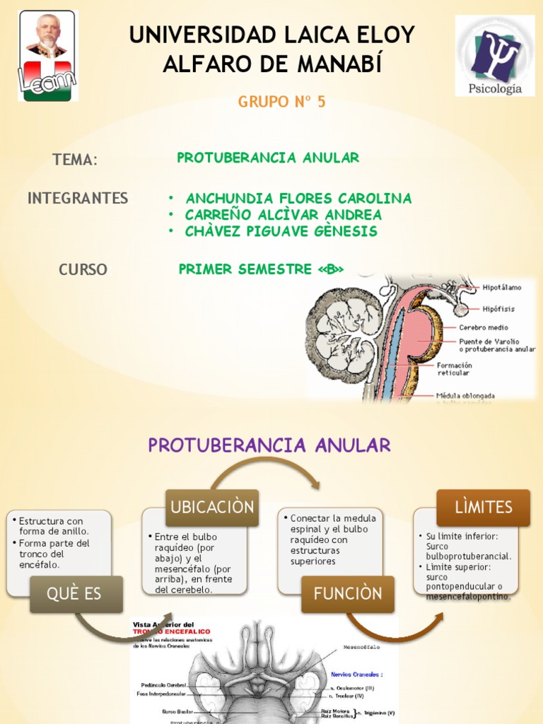 Protuberancia Anular: Estructura y Función | PDF | Sistema nervioso | Anatomía
