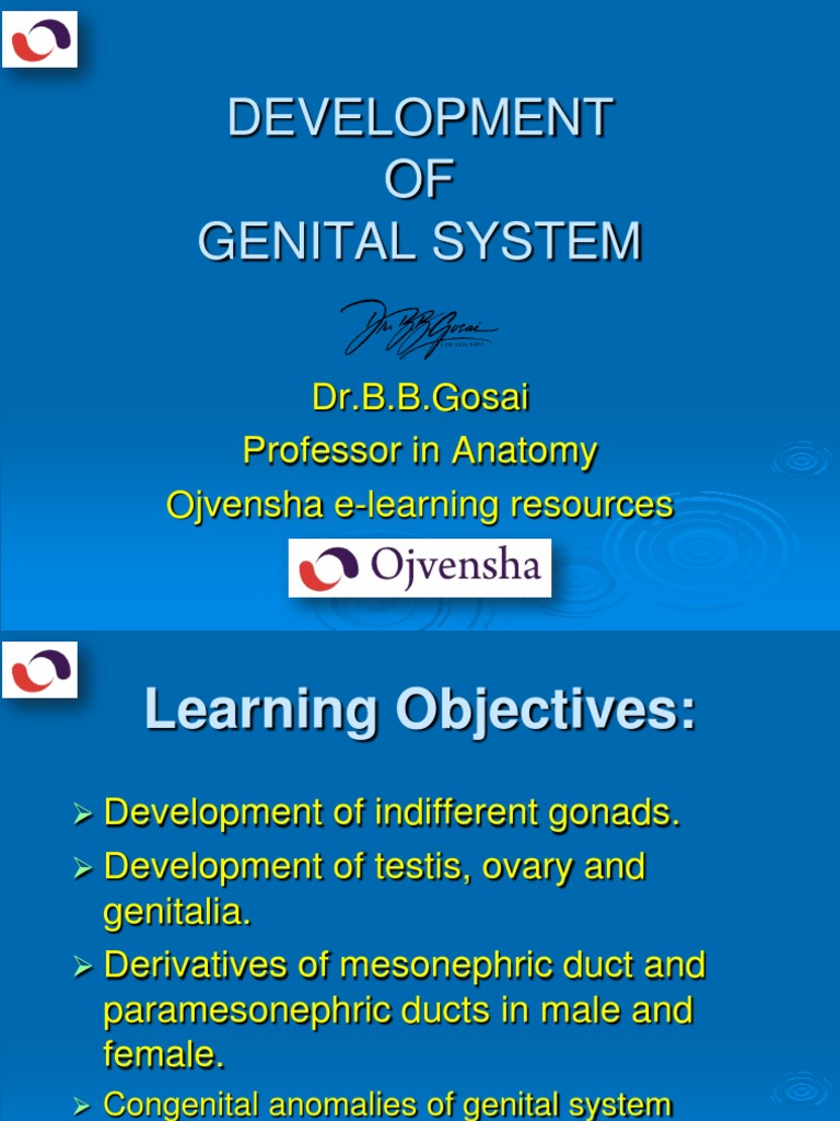 23 - Development of Genital System | PDF | Ovary | Vagina