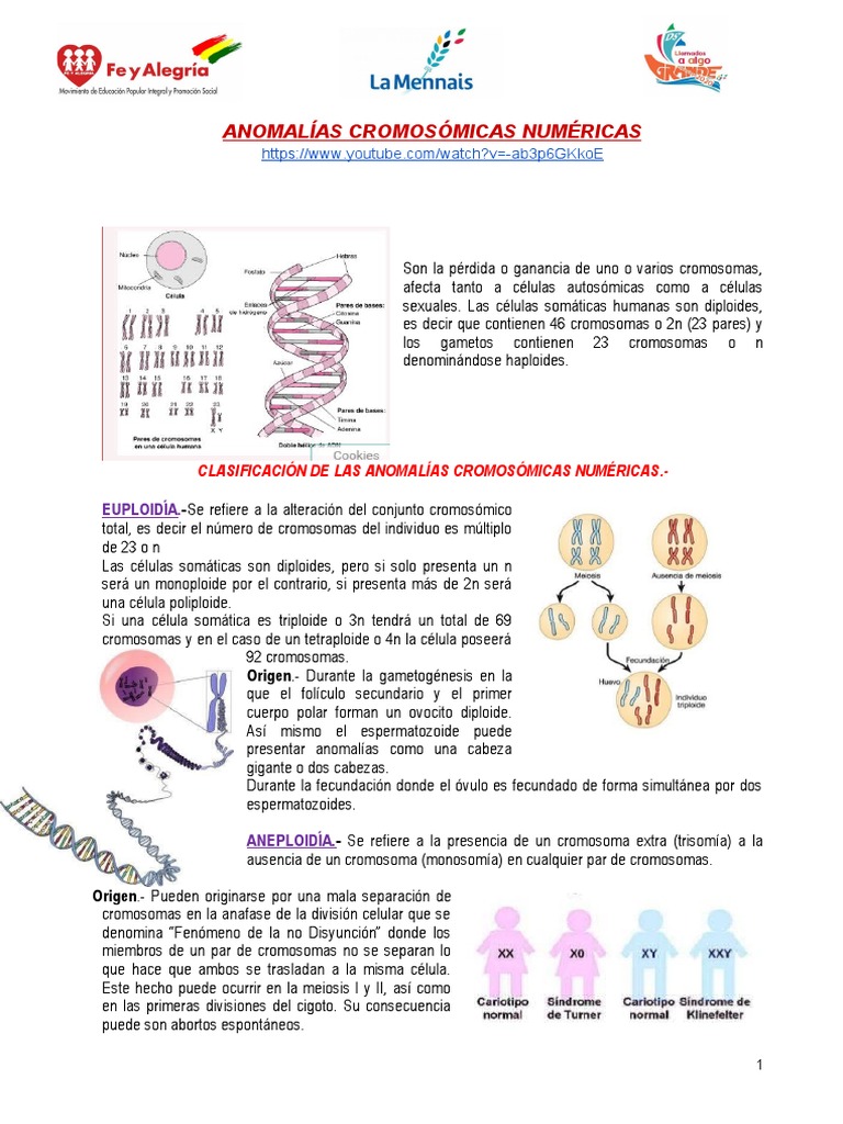 ANOMALÍAS CROMOSÓMICAS NUMÉRICAS | PDF | Ploidía | Genética