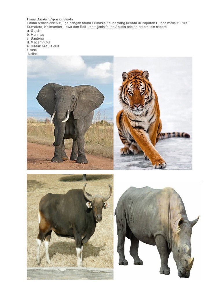 Fauna Diversity of Indonesia's Archipelago | PDF