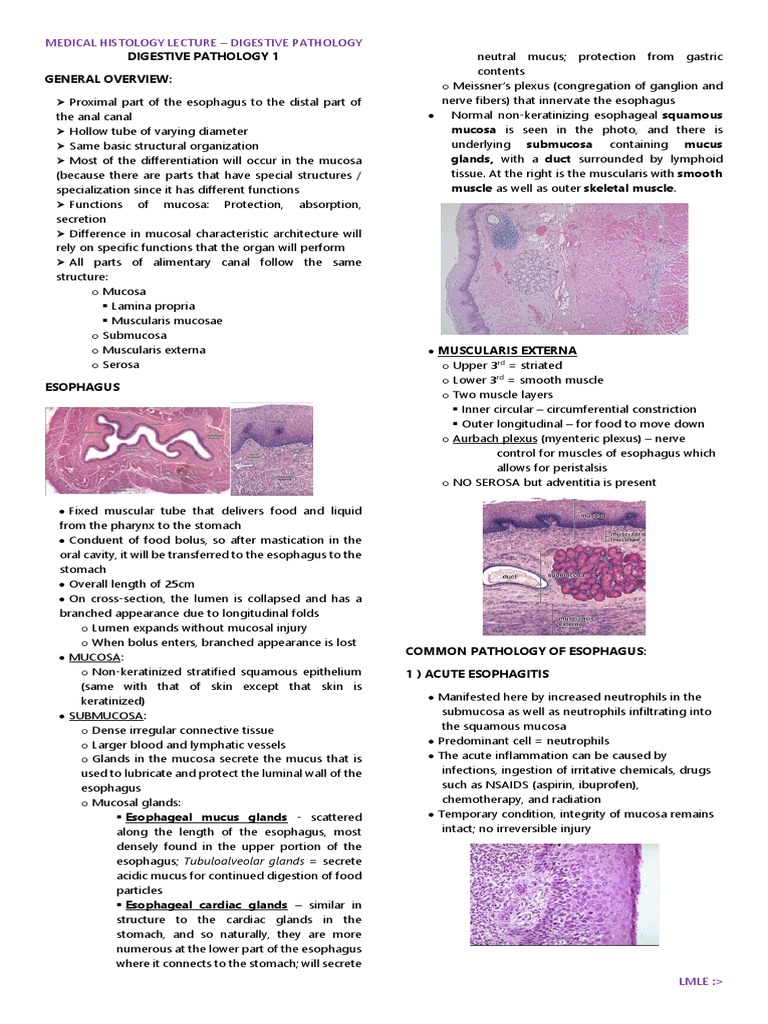 Pathology | PDF | Stomach | Esophagus