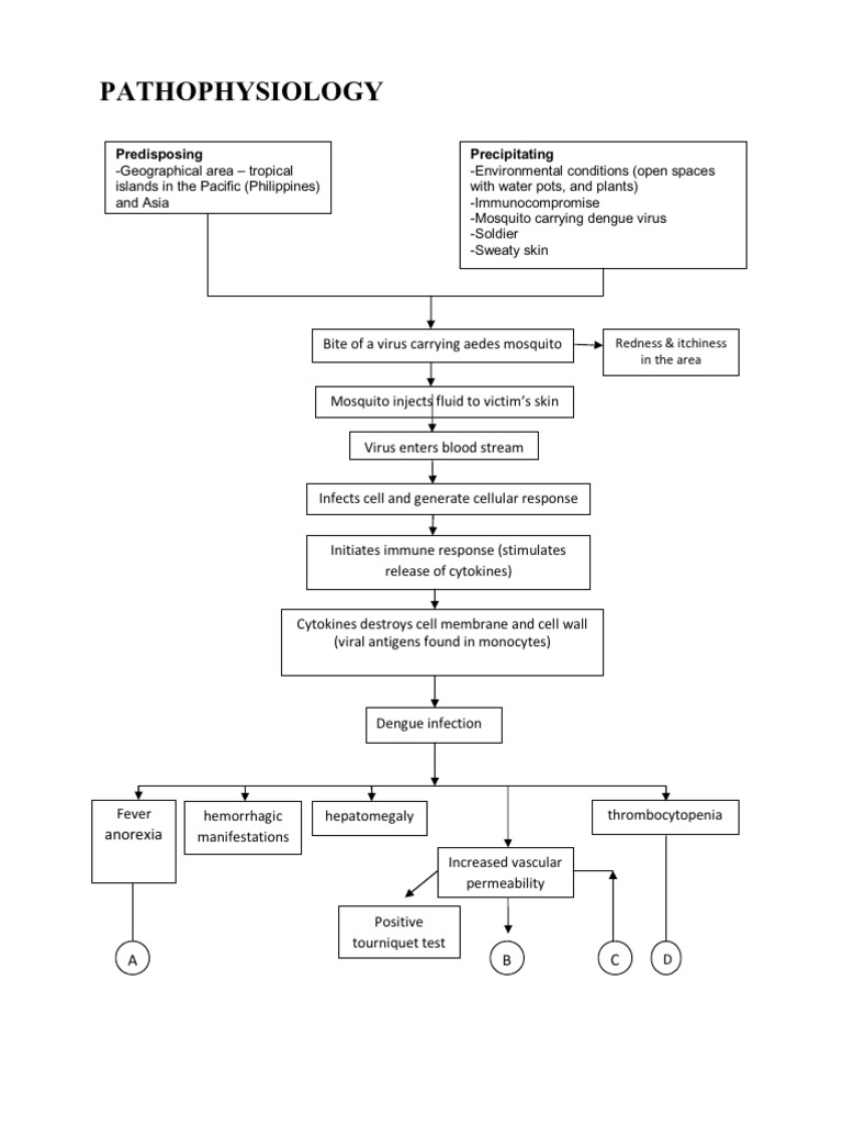 PATHOPHYSIOLOGY of Dengue Hemorrhagic Fever | PDF