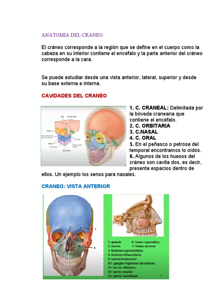 Anatomia Del Craneo | PDF | Cráneo | Nariz humana