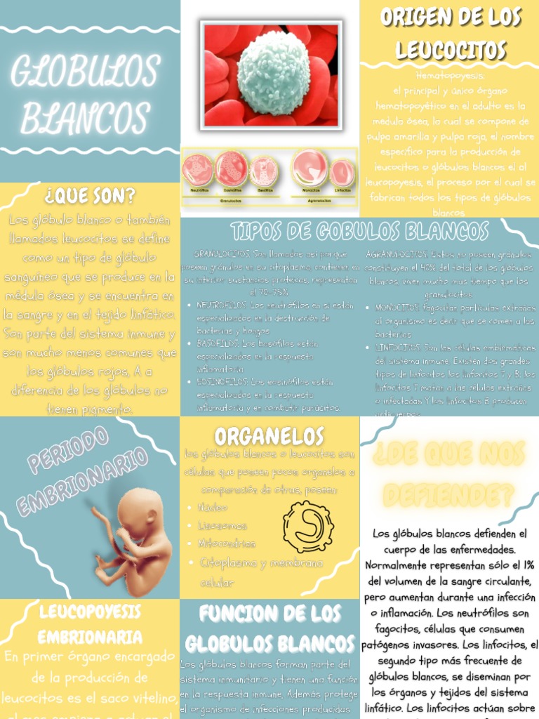 Folleto Globulos Blancos | PDF