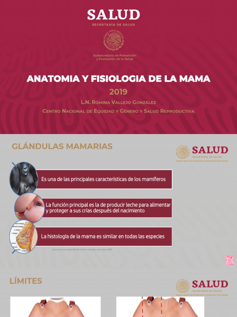 Anatomia de La Mama | PDF | Pecho | Zoología