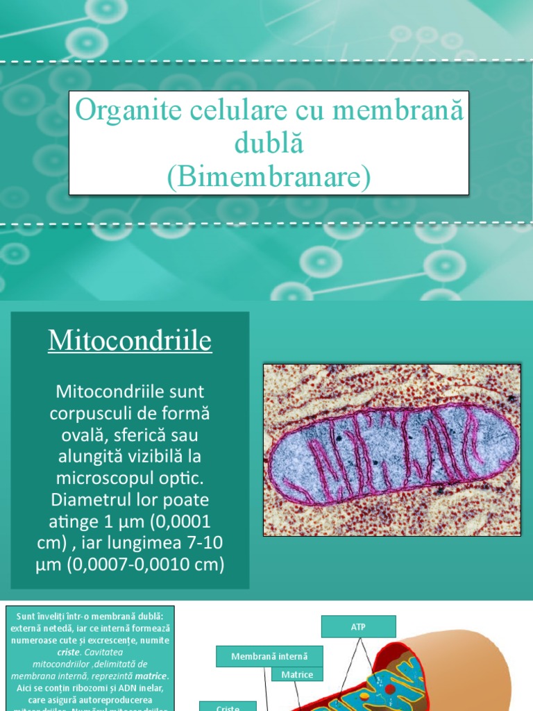 Organite Celulare Cu Membrană Dublă | PDF