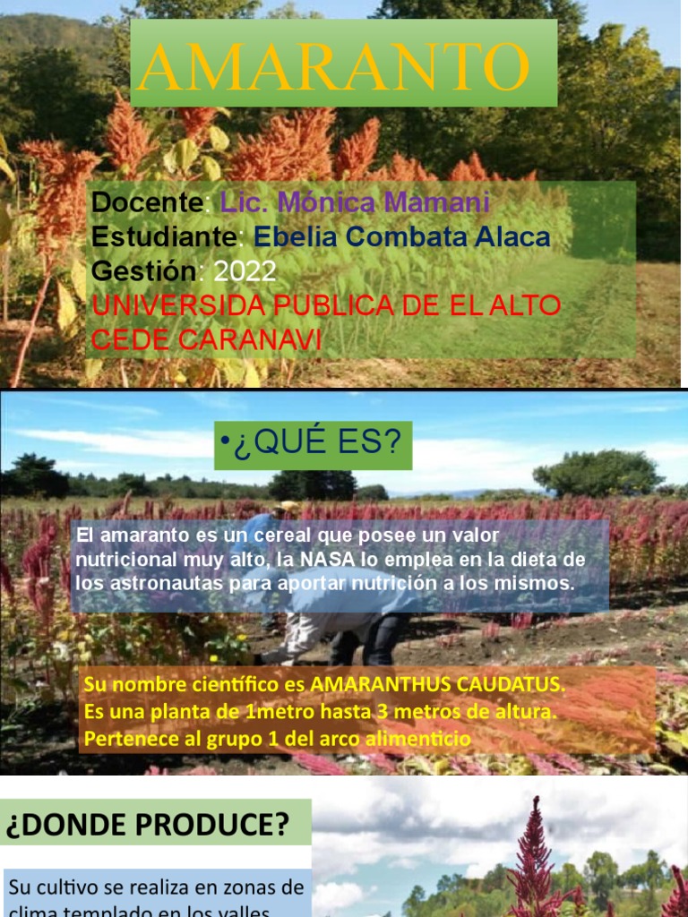 Amaranto | PDF | Nutrición | Dieta y nutrición