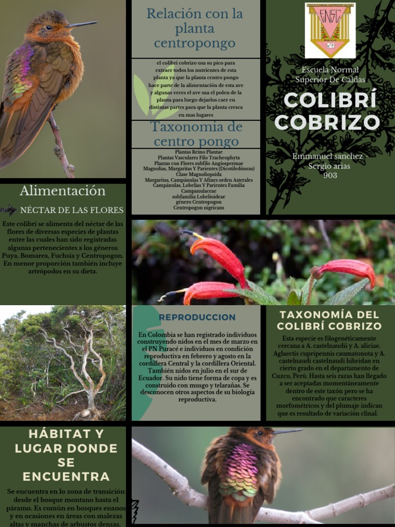Folleto Colibrí | PDF | Plantas | Andes