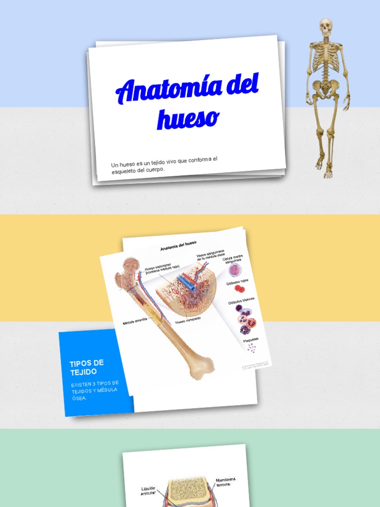 Anatomia Del Hueso | PDF