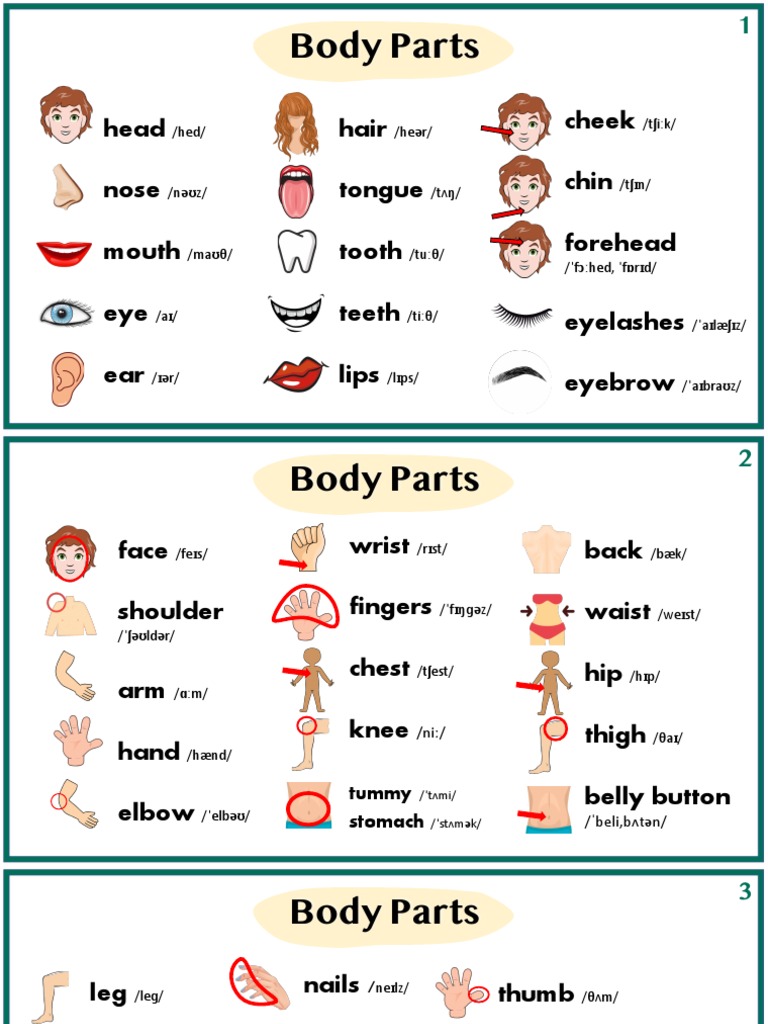 Body Parts | PDF | Wellness