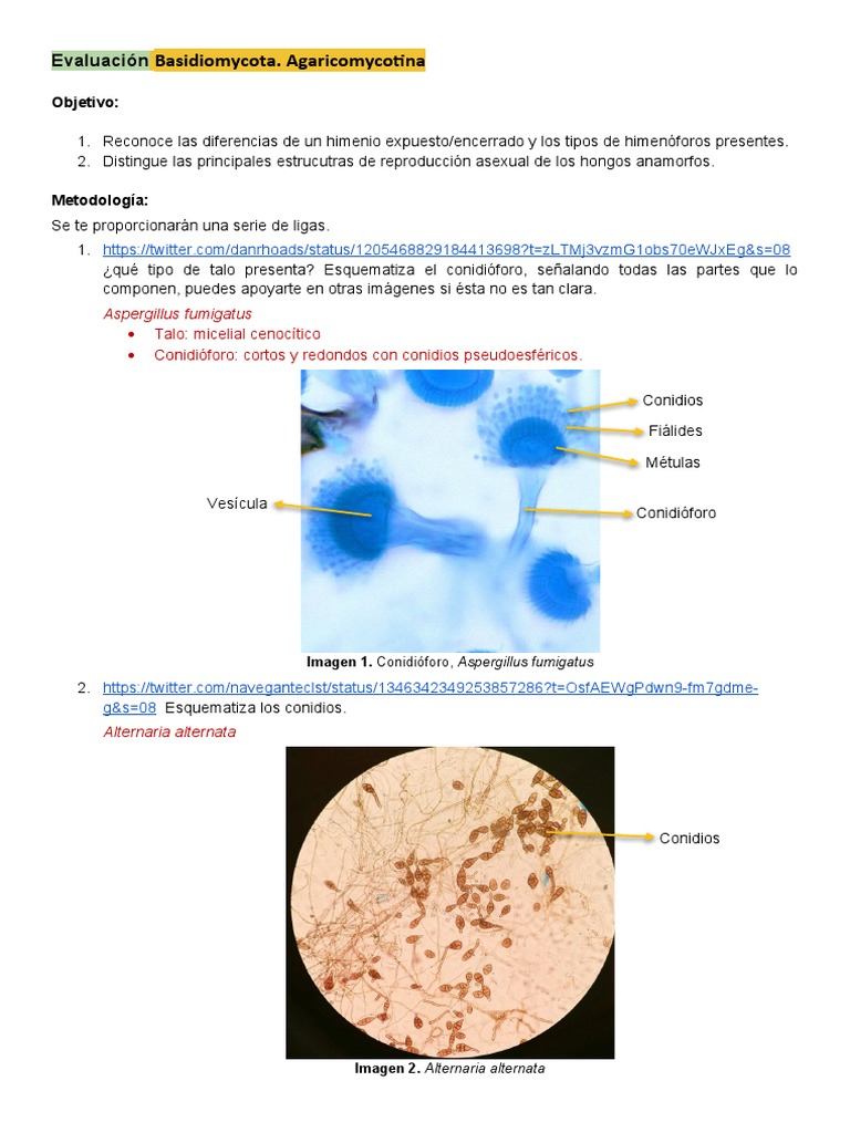 Himenóforos y hongos anamorfos en Basidiomycota | PDF | Micología ...