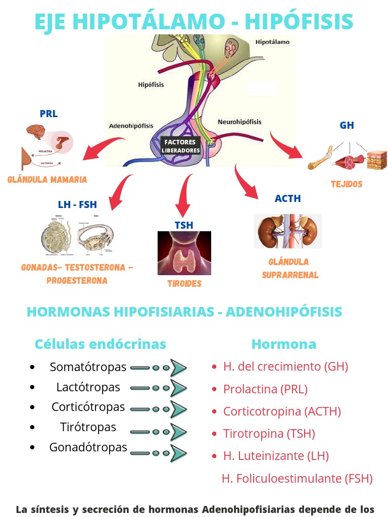 Eje Hipotálamo-Hipófisis y Hormonas | PDF