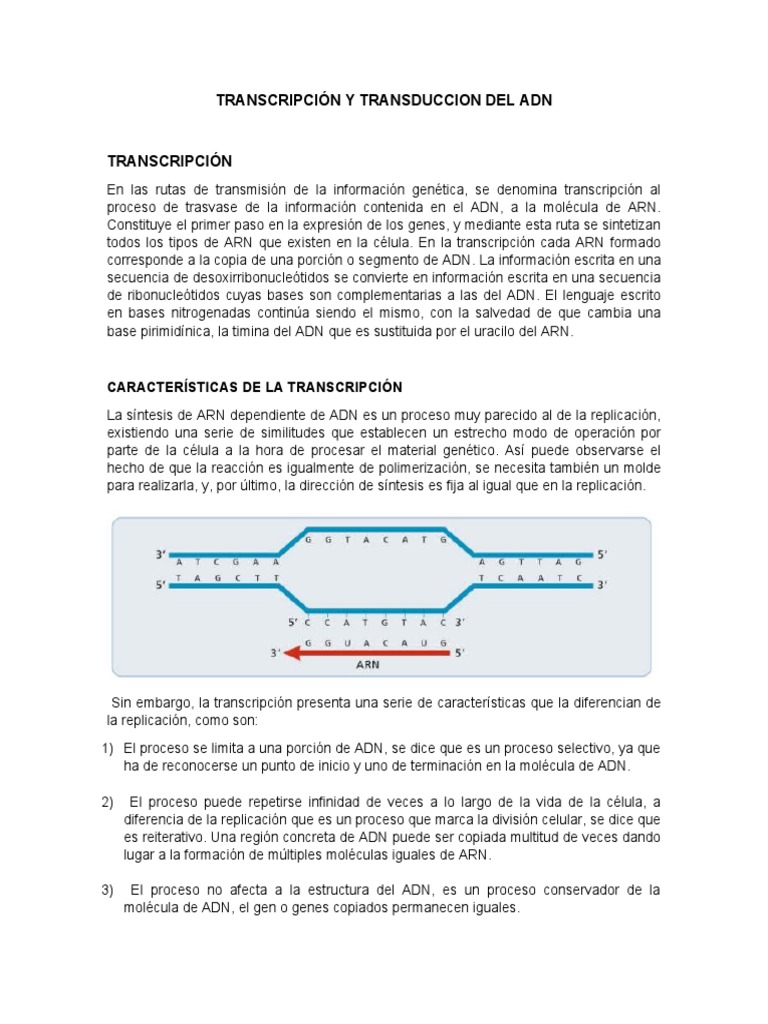 Transcripción y Transduccion Del Adn | Descargar gratis PDF | Traducción (biología) | Rna
