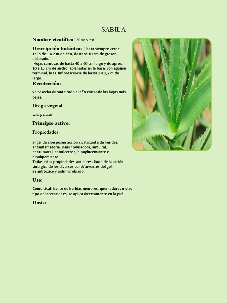 SABILA | PDF | Alcachofa | Tallo de la planta