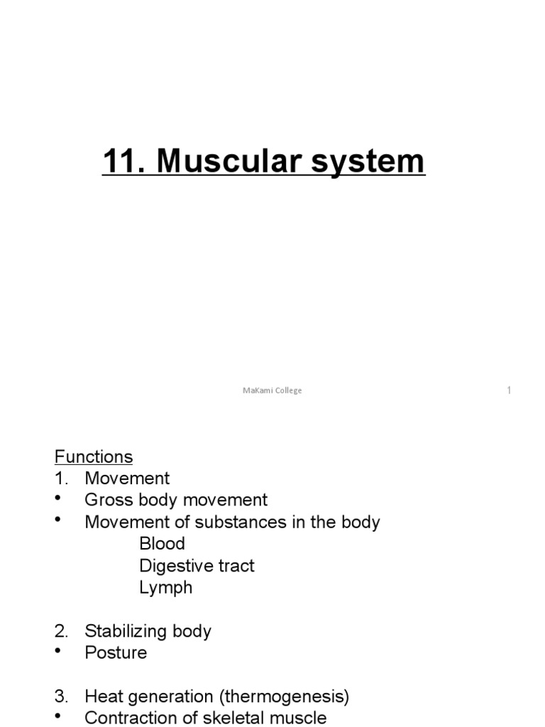 2. Muscular System | PDF | Skeletal Muscle | Muscle Contraction