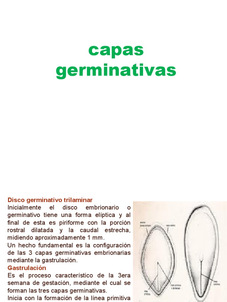 Capas Germinativas. | PDF | Anatomía | Morfología (biología)