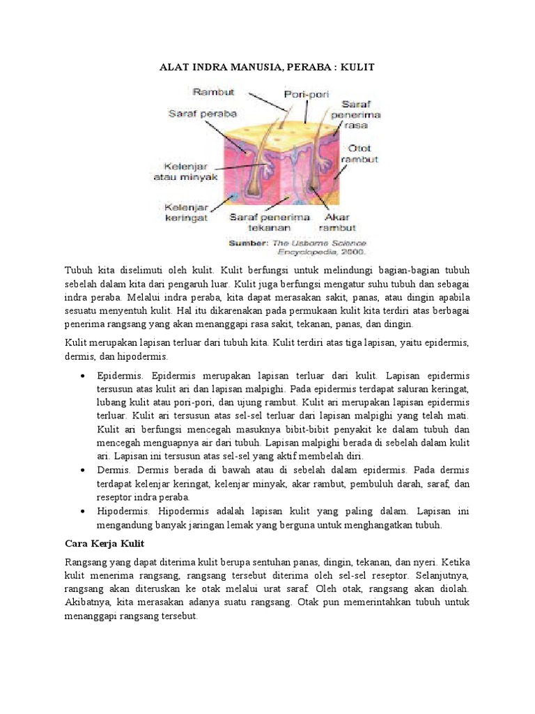 Alat Indra Manusia | PDF