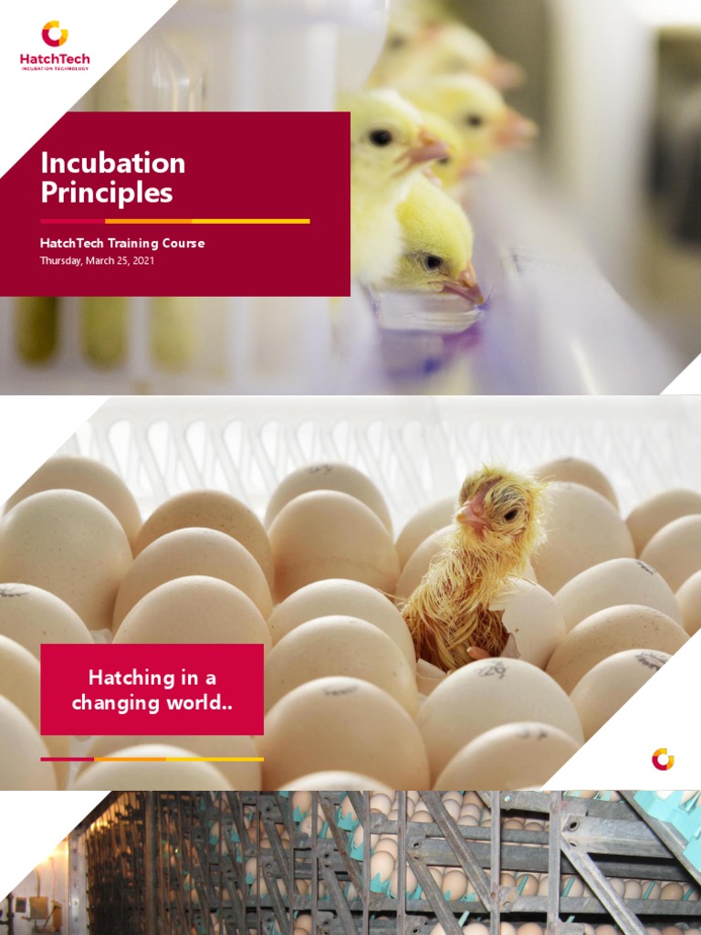 Incubation Principles | PDF | Chicken | Yolk