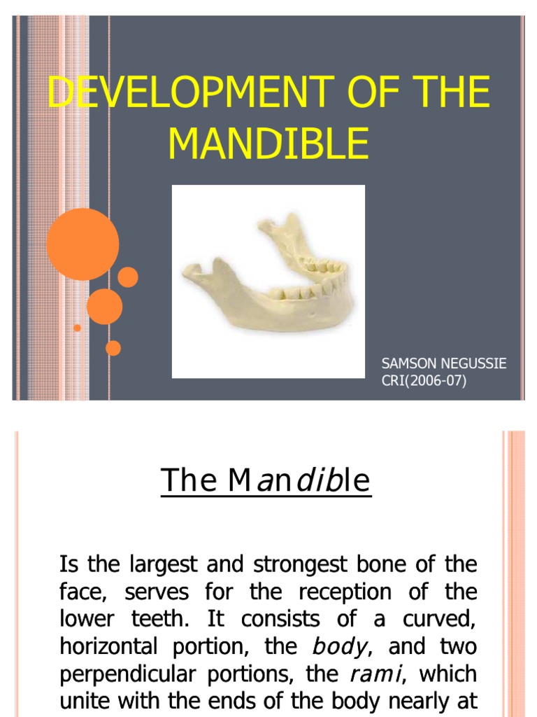 Development Mandible | PDF