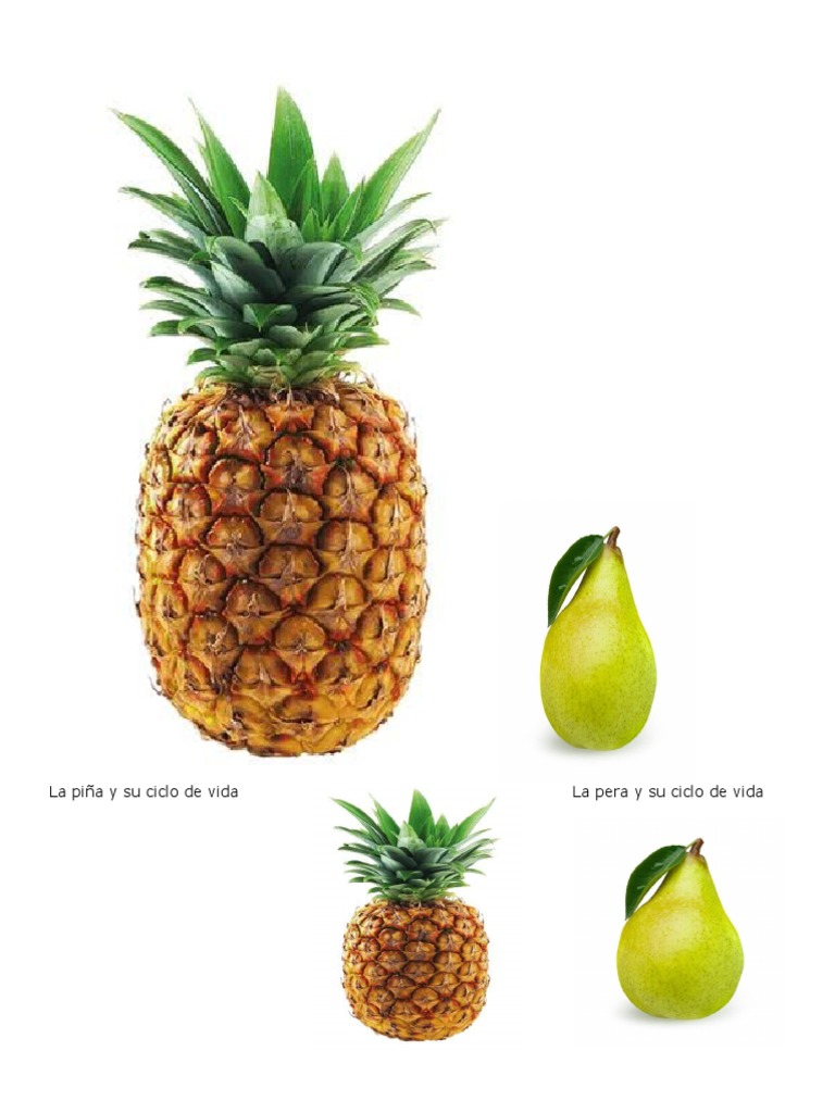 Ciclo de Vida de Las Frutas | PDF