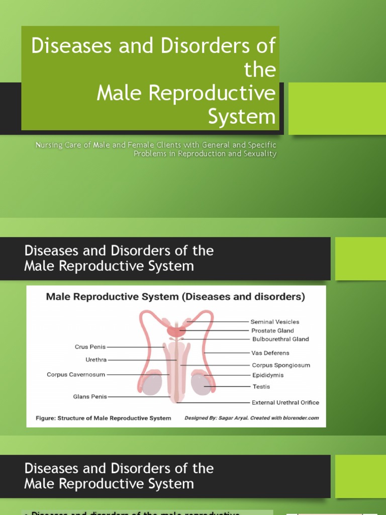Diseases and Disorders of The Male Reproductive System | PDF | Prostate ...